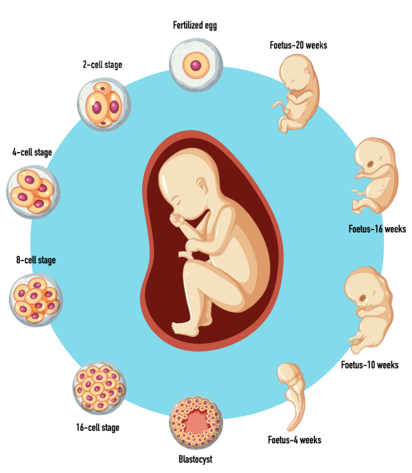 During Pregnancy Products — Babies Parent - Your Parenting Journey